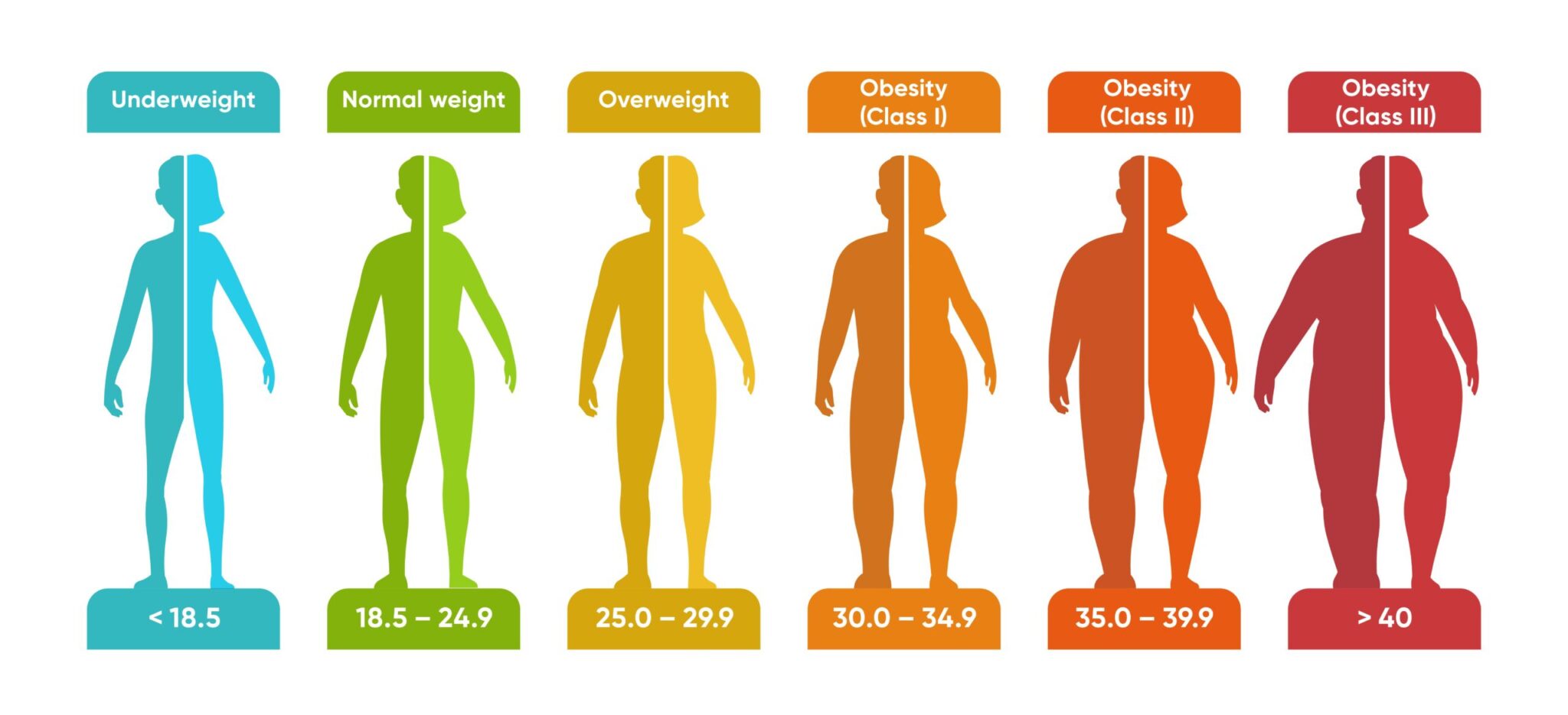 How BMI Calculator Can Help Women And Men